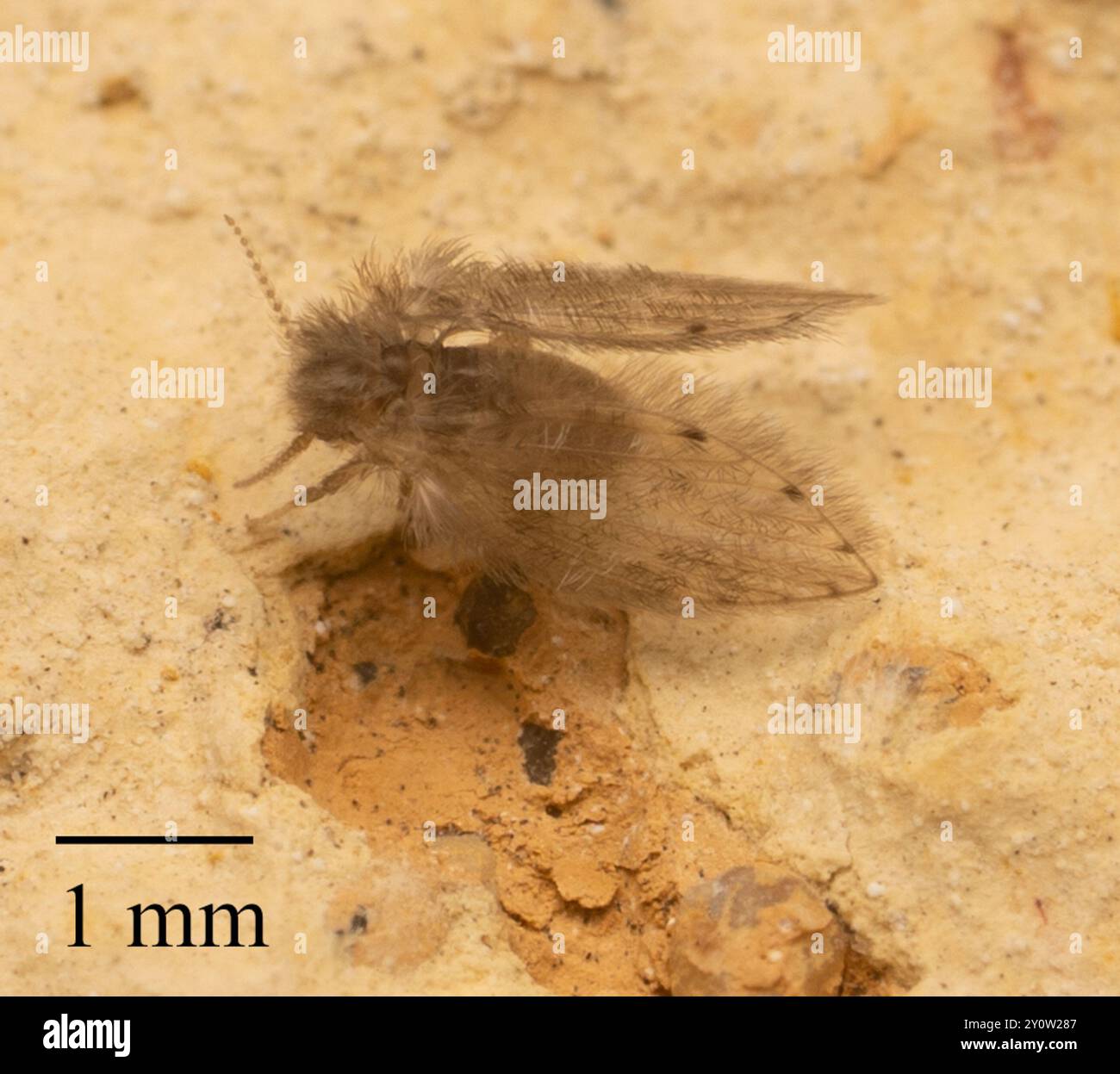 Moth Flies and Sand Flies (Psychodidae) Insecta Stock Photo - Alamy