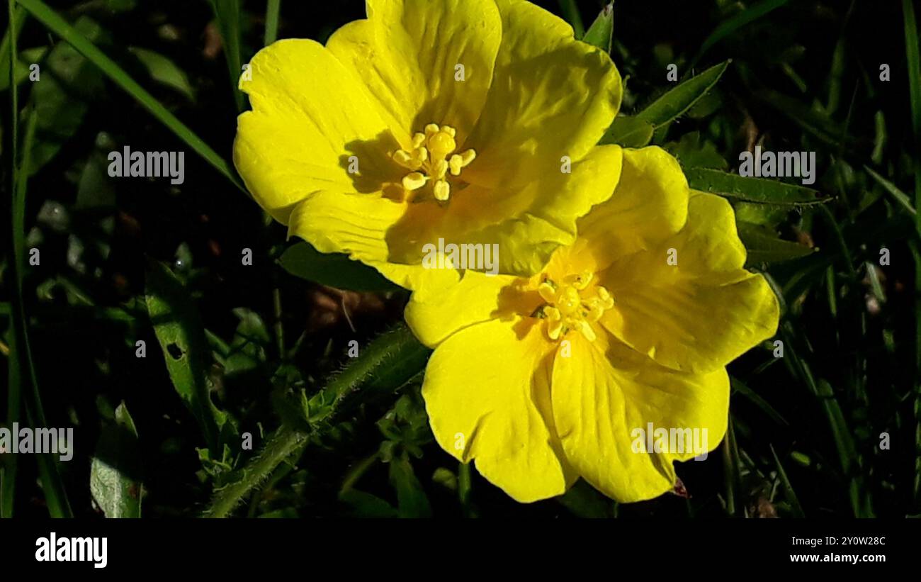 large-flowered primrose-willow (Ludwigia grandiflora) Plantae Stock ...