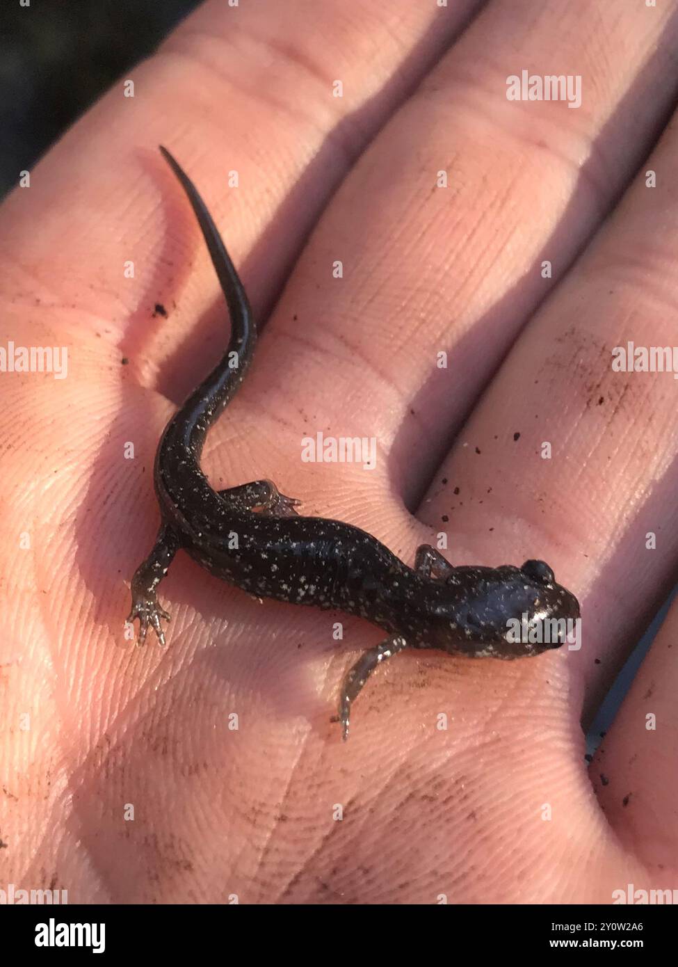 Western Slimy Salamander (Plethodon albagula) Amphibia Stock Photo - Alamy