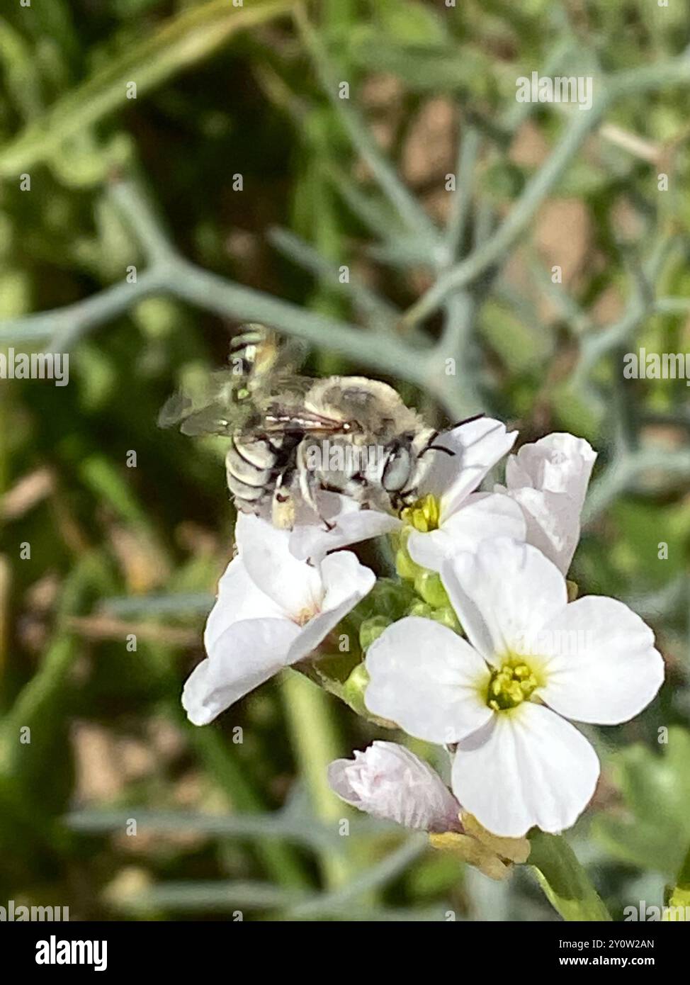 (Anthophora pulverosa) Insecta Stock Photo - Alamy