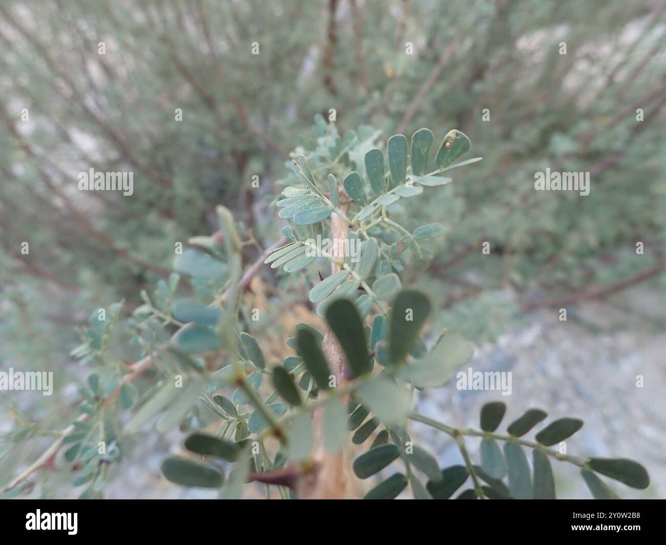 Catclaw Acacia (Senegalia greggii) Plantae Stock Photo - Alamy