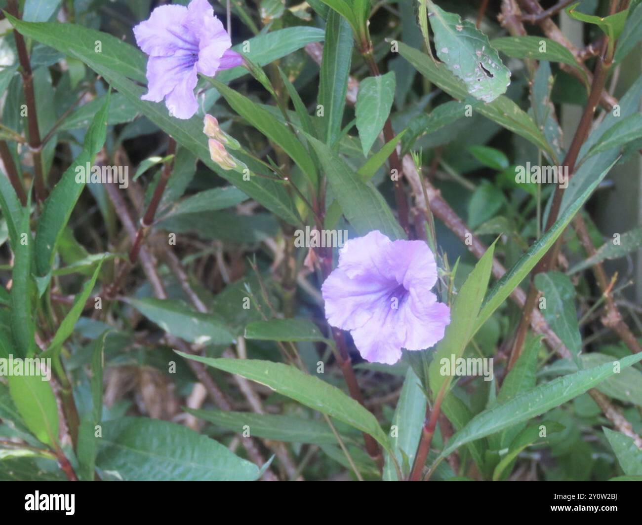 Mexican ruellia (Ruellia simplex) Plantae Stock Photo - Alamy