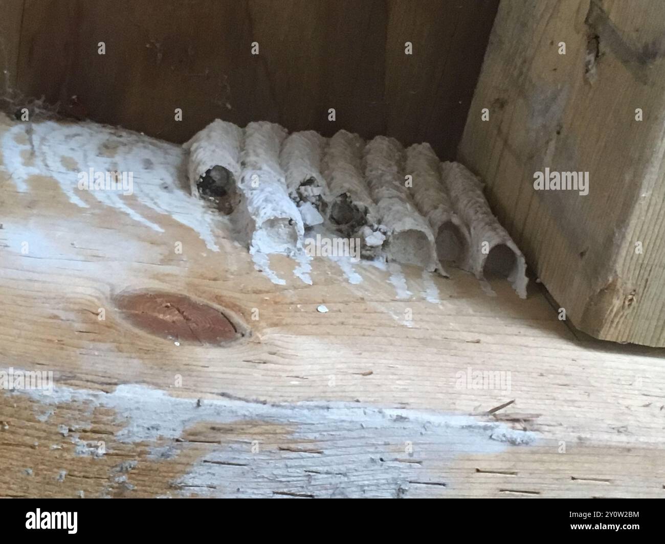 Organ-pipe Mud-dauber Wasp (Trypoxylon politum) Insecta Stock Photo - Alamy