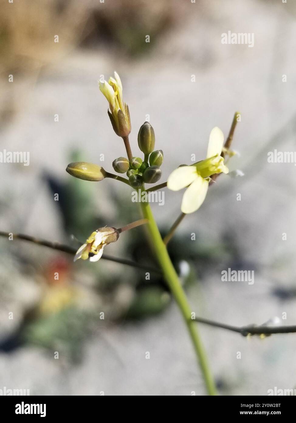 Saharan Mustard (Brassica tournefortii) Plantae Stock Photo - Alamy