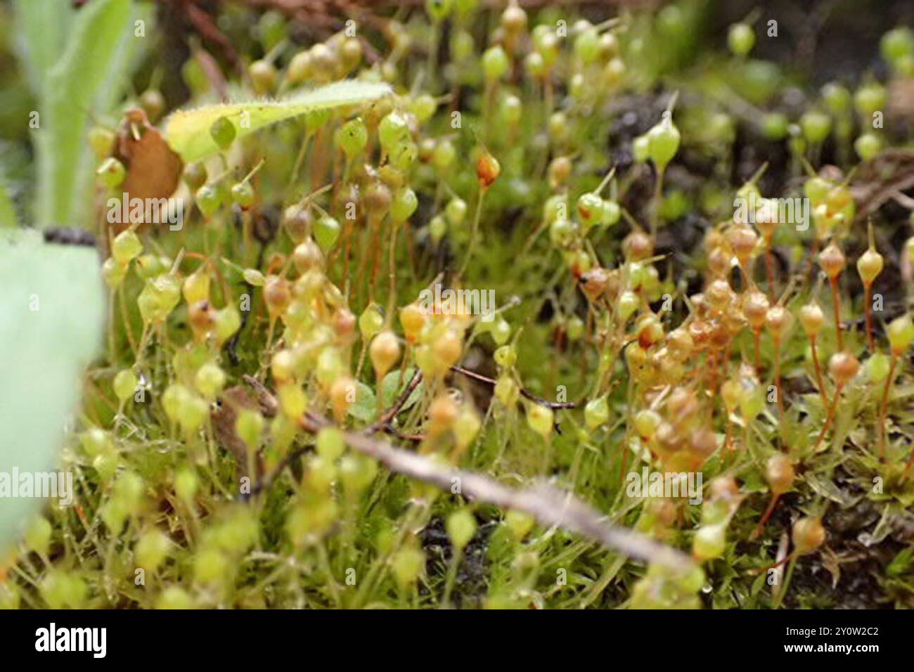 common bladder moss (Physcomitrium pyriforme) Plantae Stock Photo - Alamy