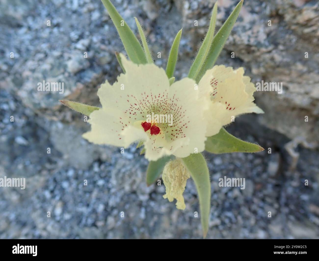 ghost flower (Mohavea confertiflora) Plantae Stock Photo - Alamy