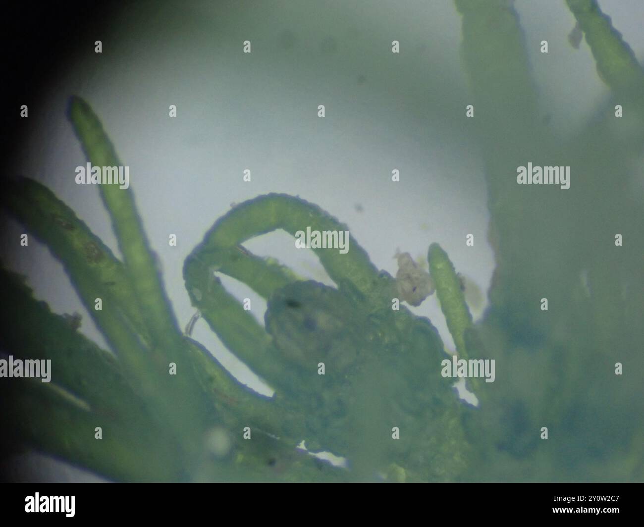 muskgrass (Chara) Plantae Stock Photo - Alamy