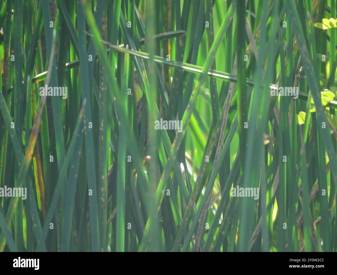 Bay-capped Wren-Spinetail (Spartonoica maluroides) Aves Stock Photo - Alamy