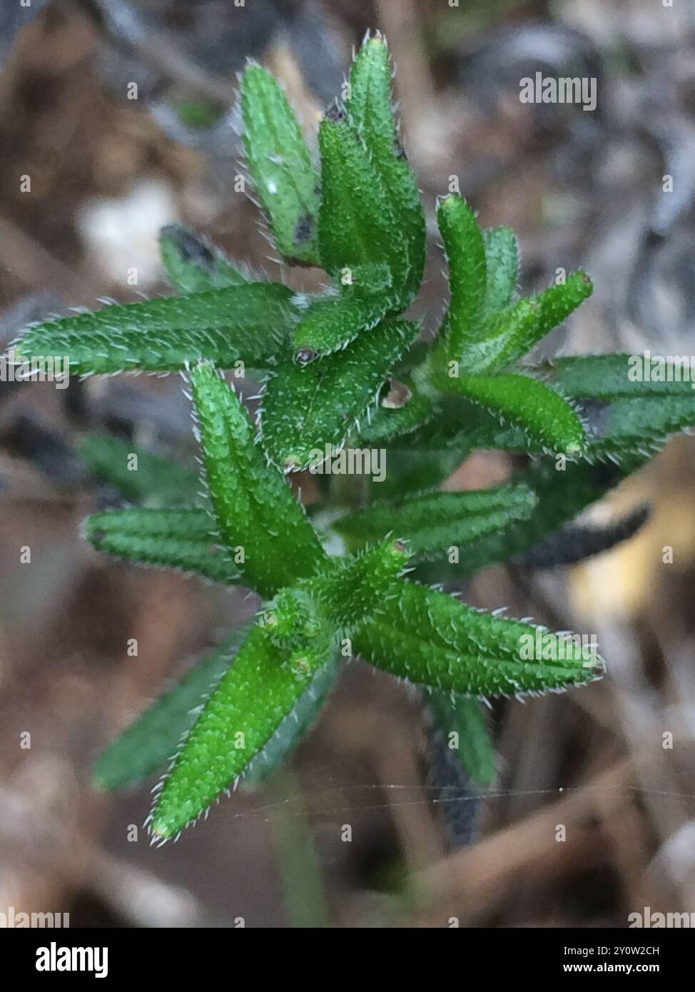 creeping gromwell (Glandora prostrata) Plantae Stock Photo - Alamy