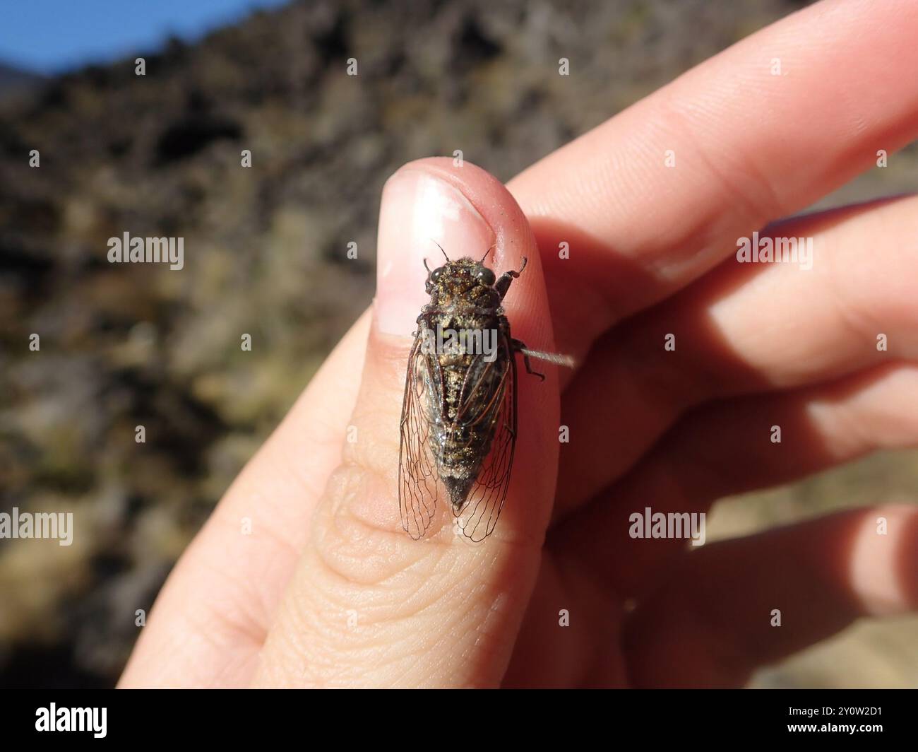 Campbell's Cicada (Maoricicada campbelli) Insecta Stock Photo - Alamy