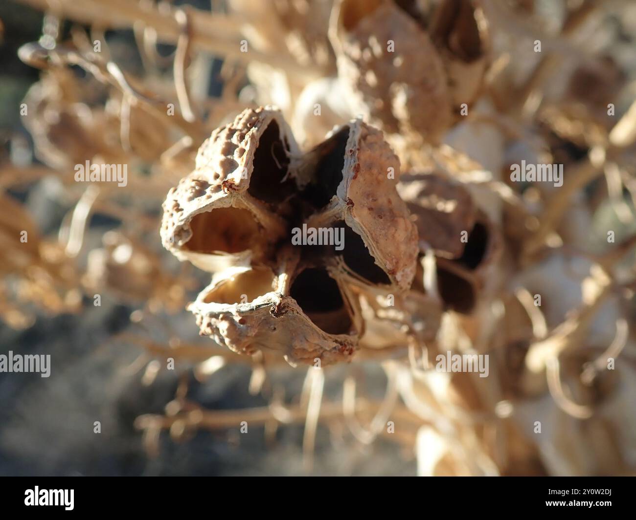chaparral yucca (Hesperoyucca whipplei) Plantae Stock Photo - Alamy