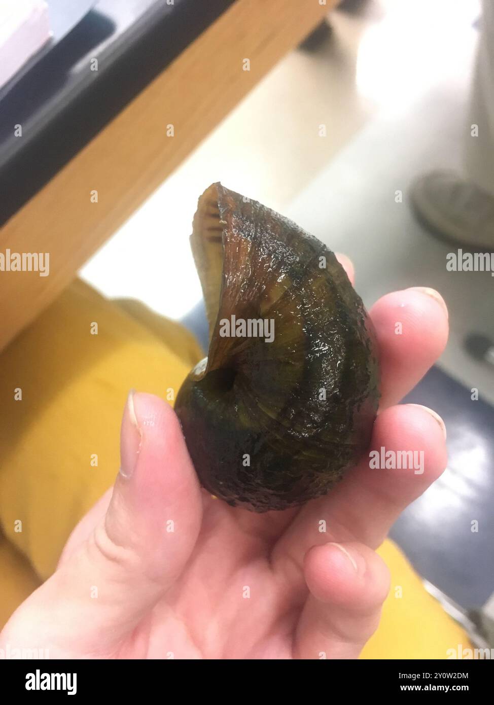 Island Apple Snail (Pomacea maculata) Mollusca Stock Photo - Alamy