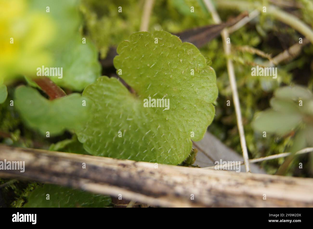 Alternate-leaved Golden Saxifrage (Chrysosplenium alternifolium ...