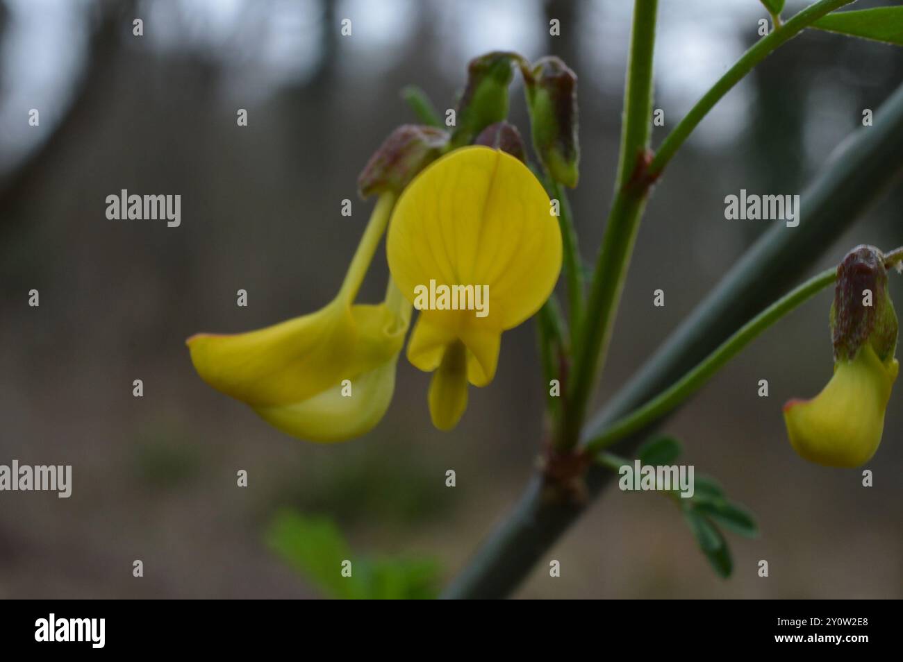 Scorpion Senna (Hippocrepis emerus) Plantae Stock Photo - Alamy