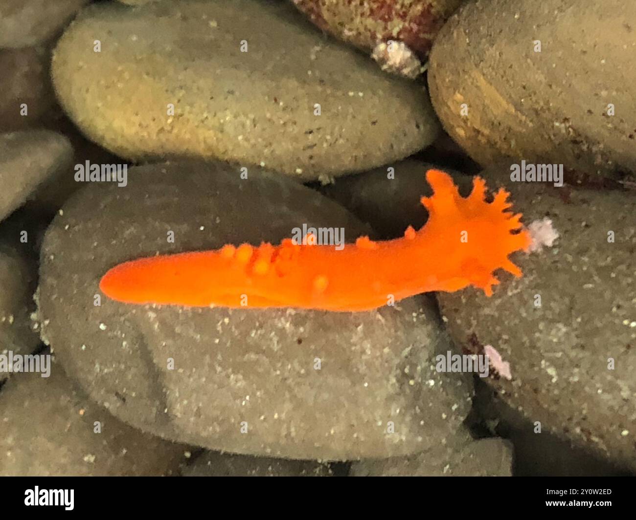 Spotted Dorid (Triopha maculata) Mollusca Stock Photo - Alamy