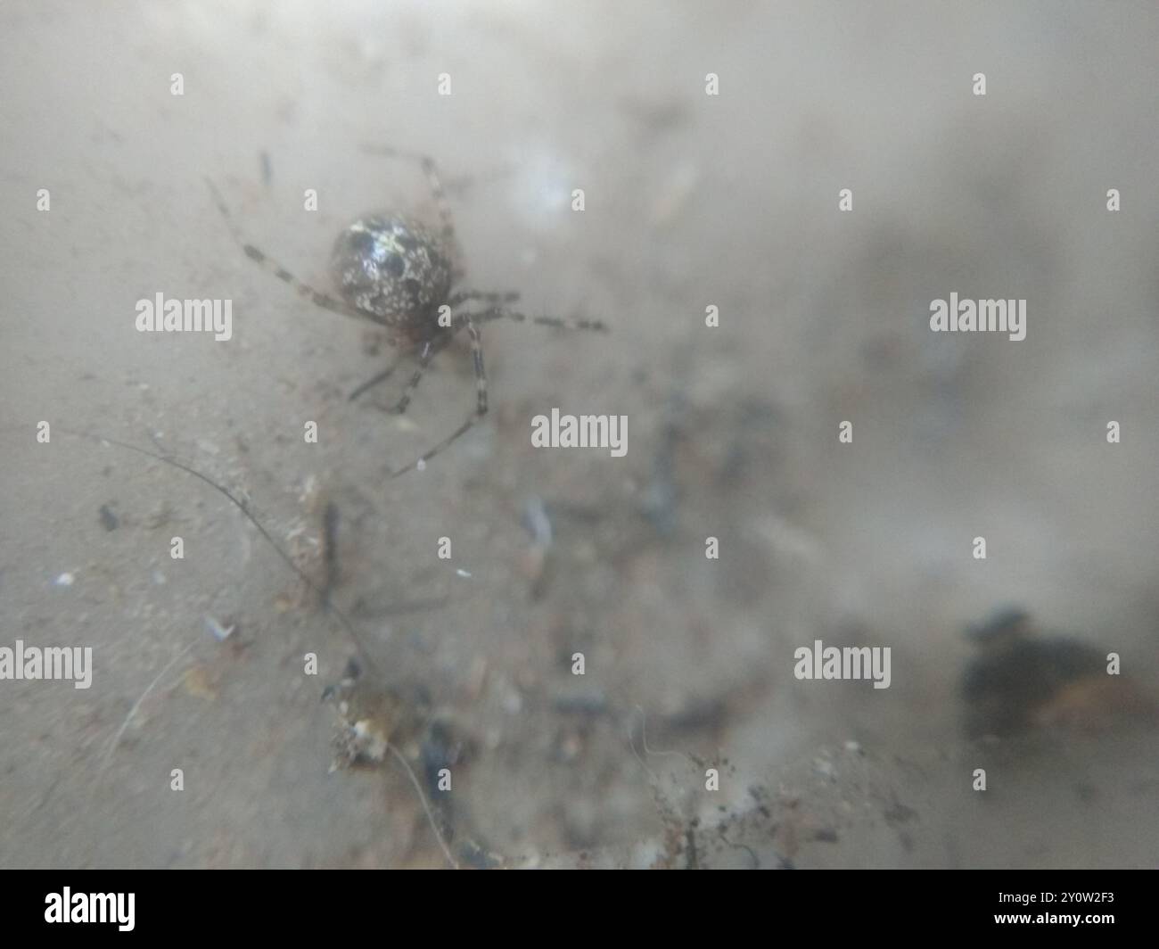 Typical Cobweb Spiders (Theridion) Arachnida Stock Photo - Alamy