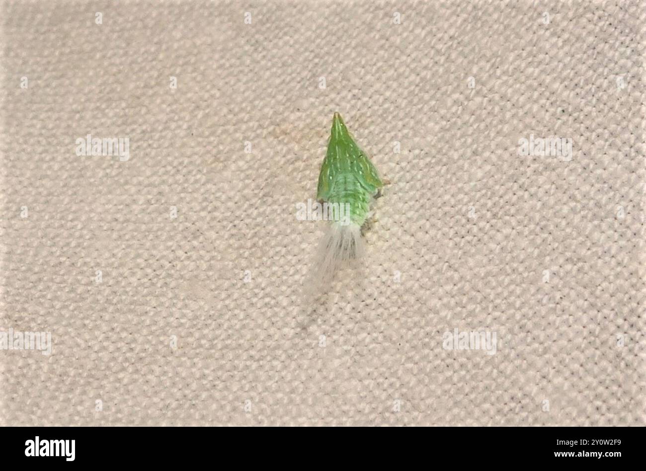Flatid Planthoppers (Flatidae) Insecta Stock Photo - Alamy