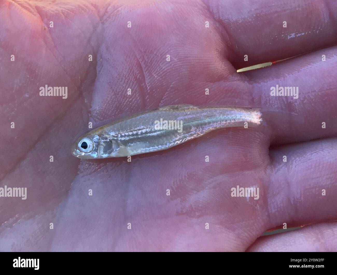 Sand Shiner (Miniellus stramineus) Actinopterygii Stock Photo - Alamy