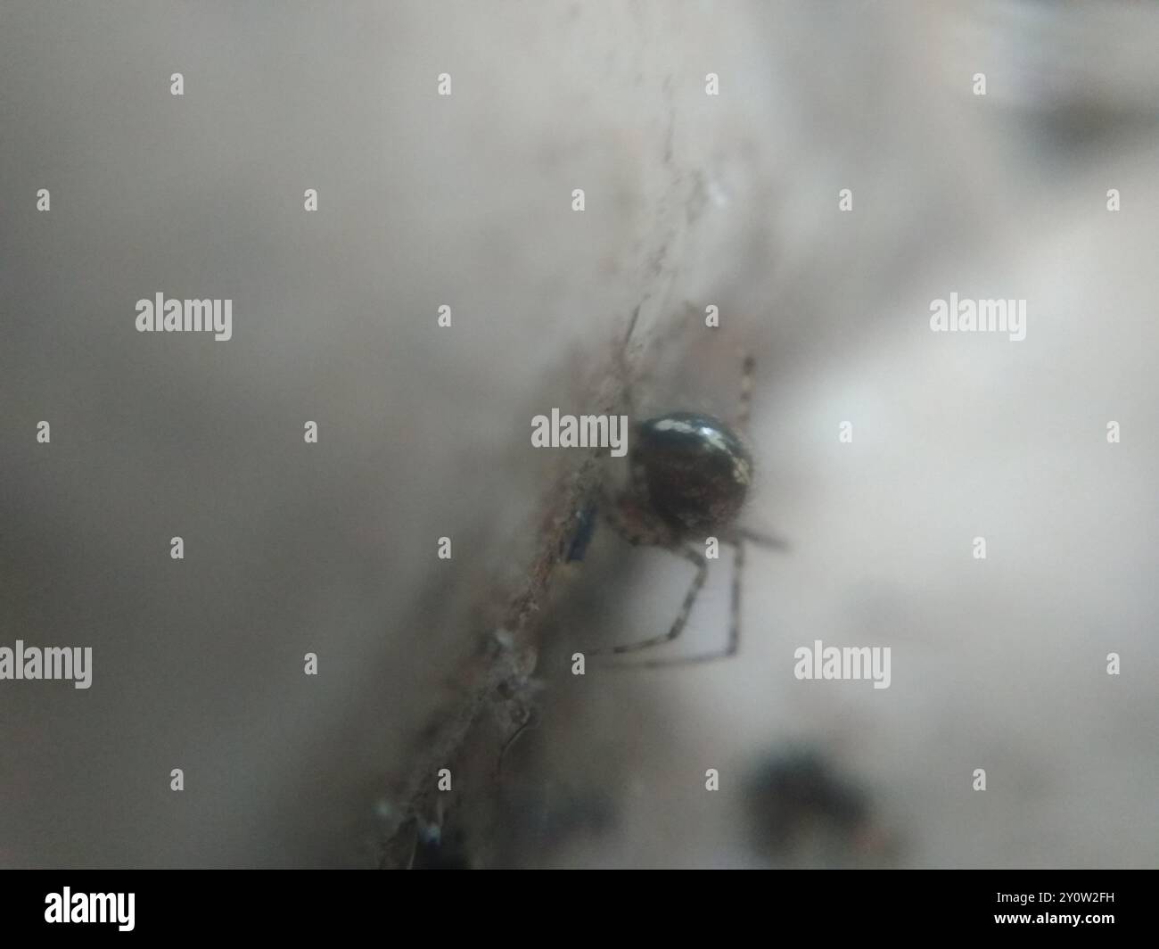 Typical Cobweb Spiders (Theridion) Arachnida Stock Photo - Alamy