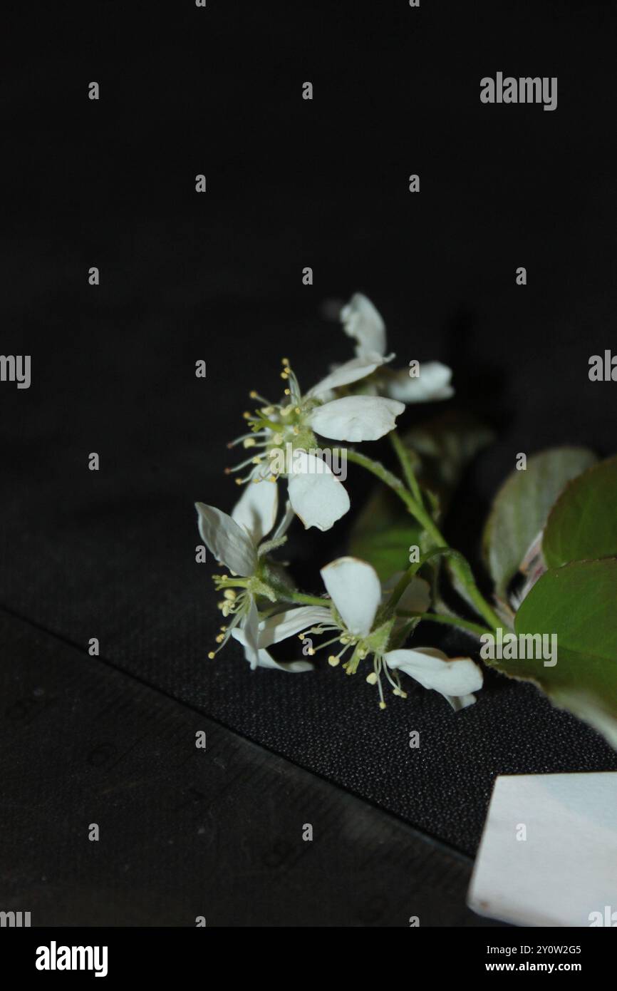 Running Serviceberry (Amelanchier stolonifera) Plantae Stock Photo - Alamy