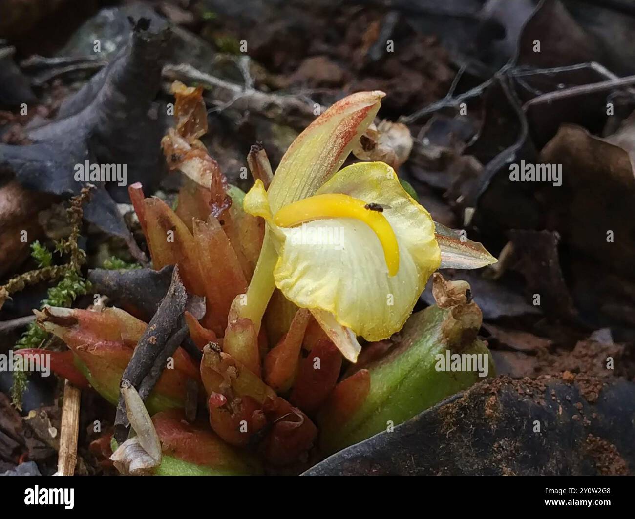 (Zingiber roseum) Plantae Stock Photo - Alamy