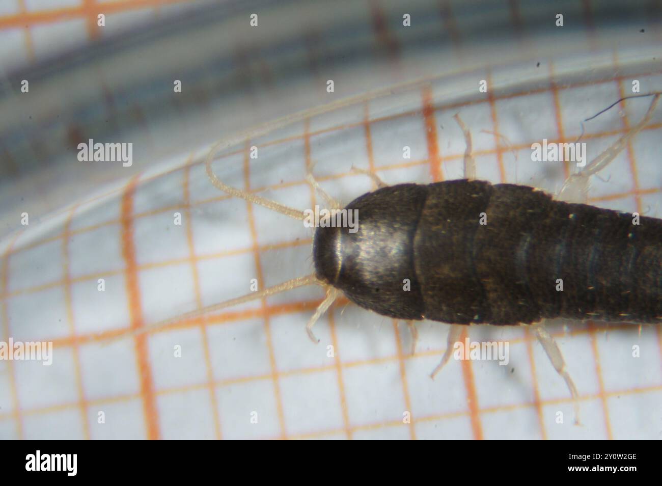 Common Silverfish (Lepisma saccharinum) Insecta Stock Photo - Alamy