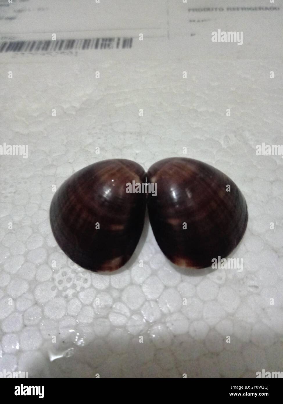 (Tivela mactroides) Mollusca Stock Photo - Alamy