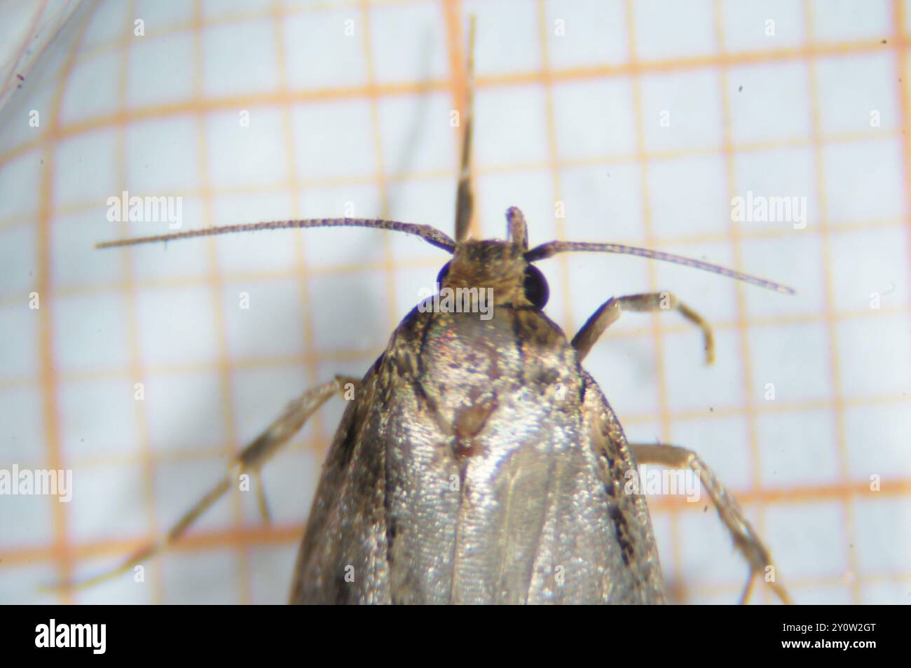 Curved-horn Moths (Gelechioidea) Insecta Stock Photo - Alamy
