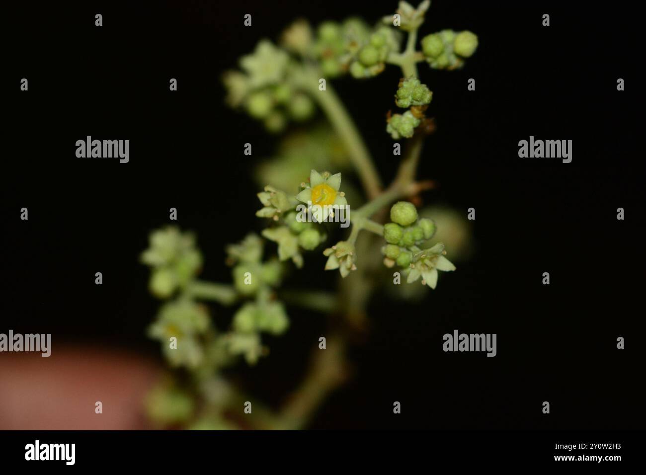 Wrinkled Jujube (Ziziphus rugosa) Plantae Stock Photo - Alamy