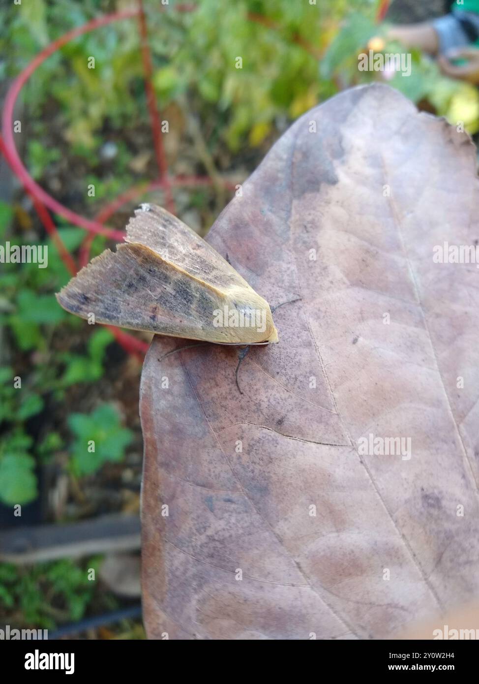 Guava moth hi-res stock photography and images - Alamy