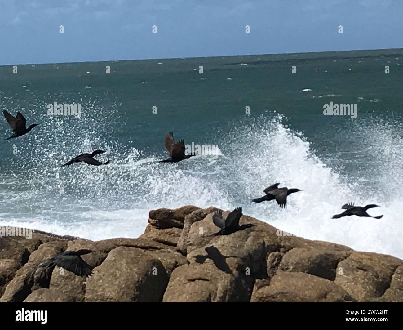 Neotropic Cormorant (Nannopterum brasilianum) Aves Stock Photo - Alamy
