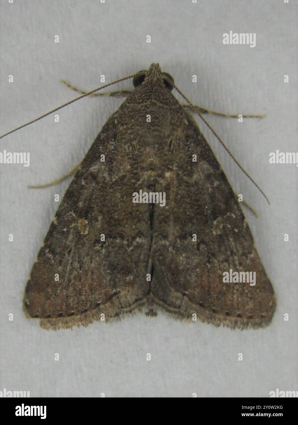 Eight-spot Moth (Amyna stricta) Insecta Stock Photo - Alamy