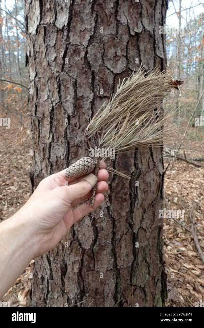 shortleaf pine (Pinus echinata) Plantae Stock Photo - Alamy