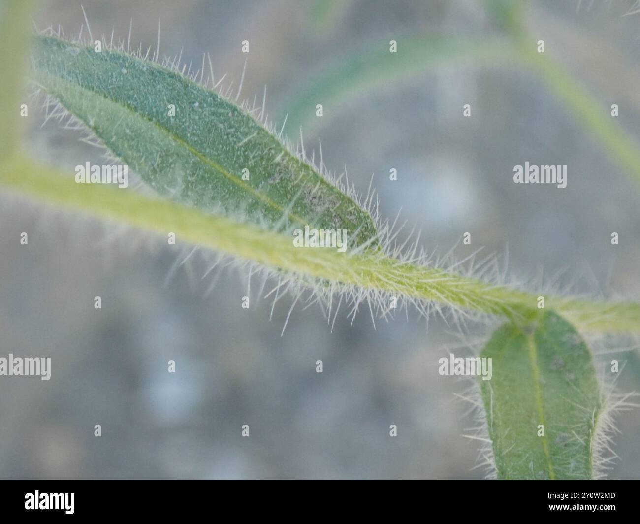 bearded cryptantha (Cryptantha barbigera) Plantae Stock Photo - Alamy