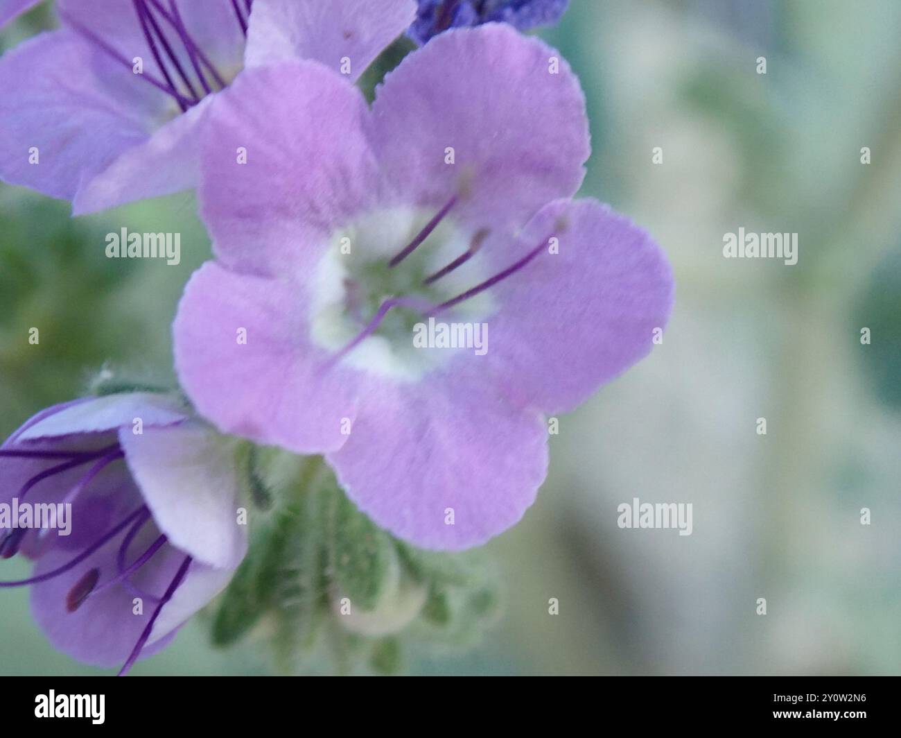 Notch-leaf Scorpionweed (Phacelia crenulata) Plantae Stock Photo - Alamy