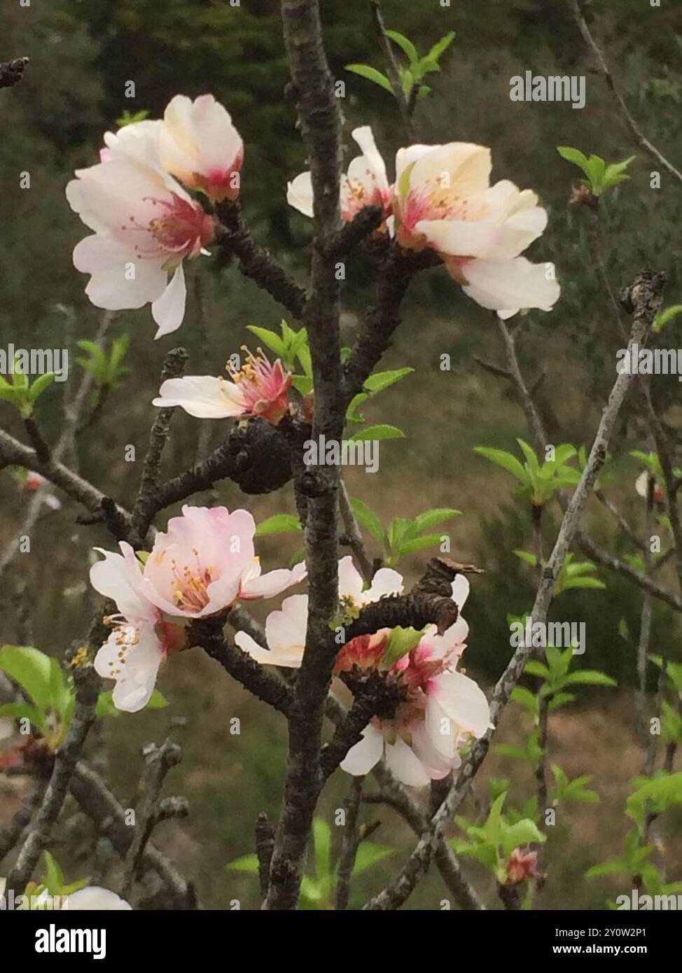 Almond (Prunus amygdalus) Plantae Stock Photo - Alamy