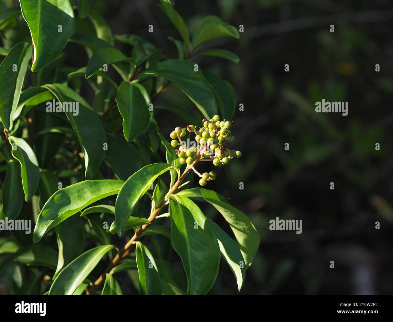 Marlberry (Ardisia escallonioides) Plantae Stock Photo - Alamy
