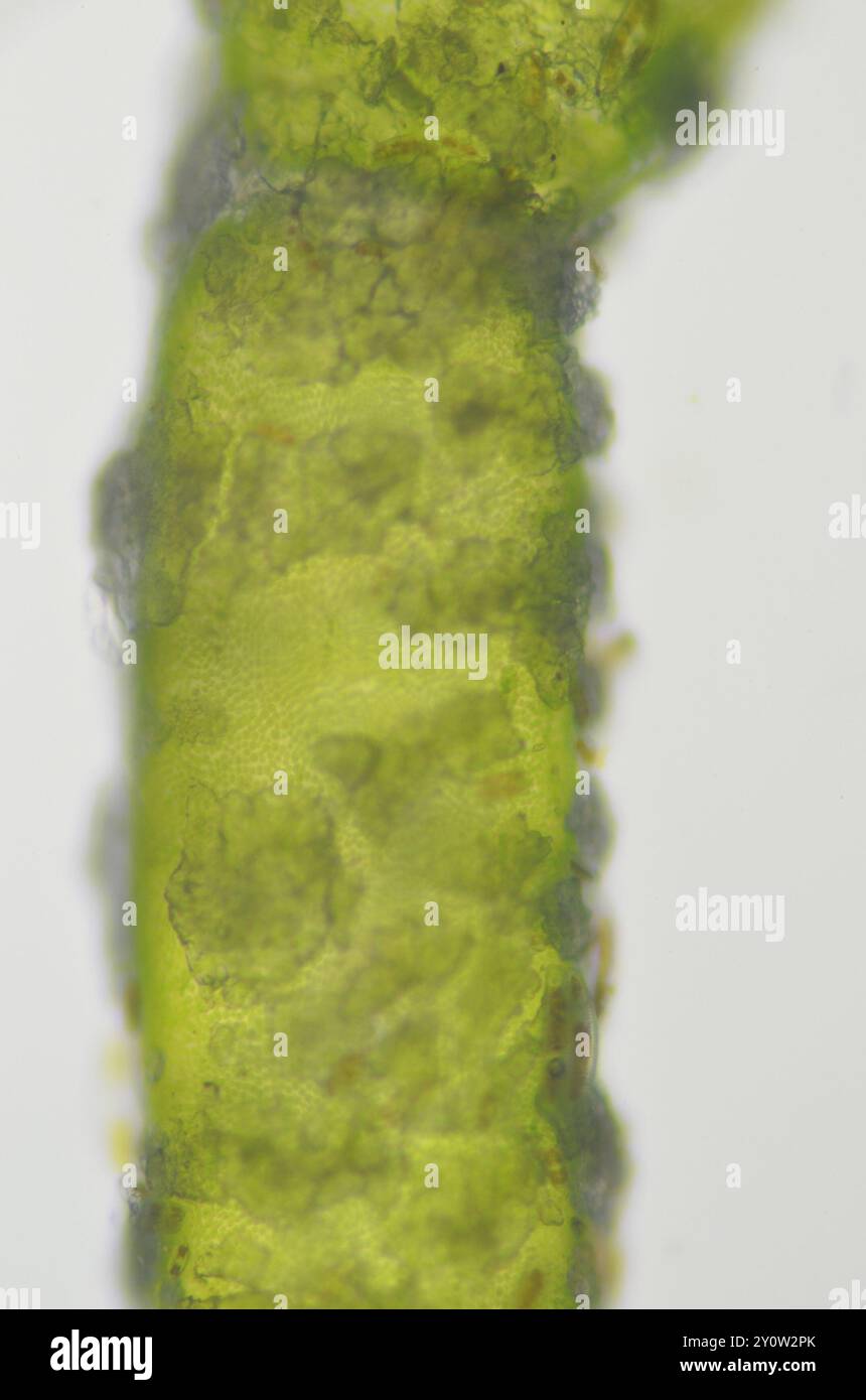 muskgrass (Chara) Plantae Stock Photo - Alamy