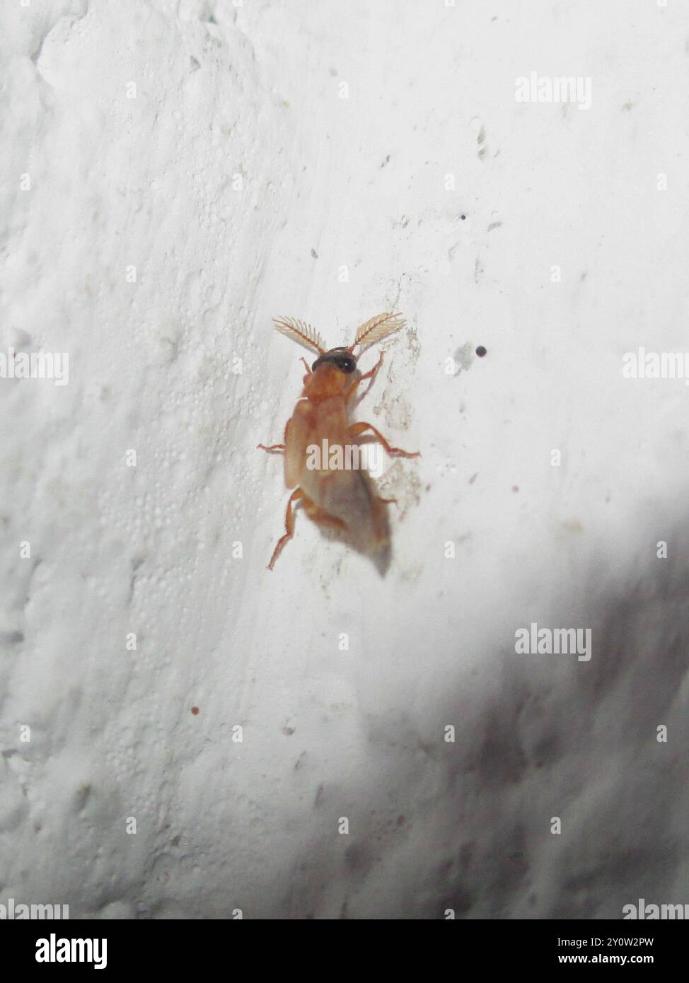 Phengodidae hi-res stock photography and images - Alamy