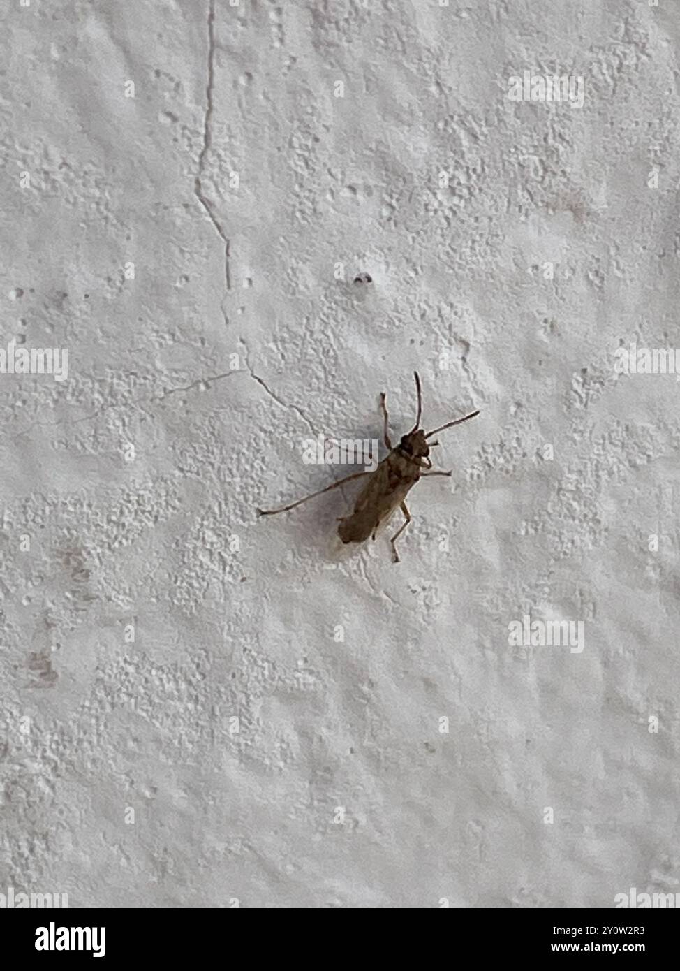 False chinch bugs (Nysius) Insecta Stock Photo - Alamy