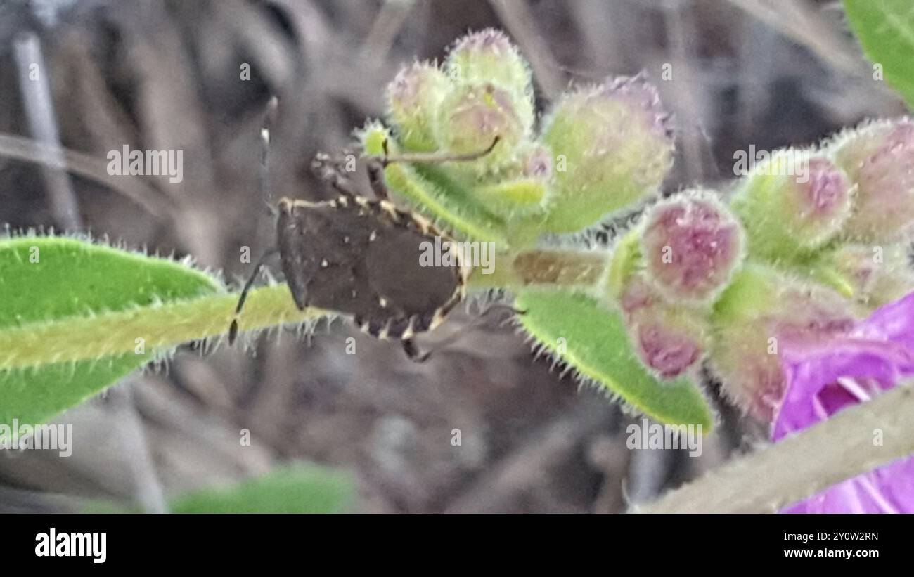 Leaf-footed Bugs (Coreidae) Insecta Stock Photo - Alamy