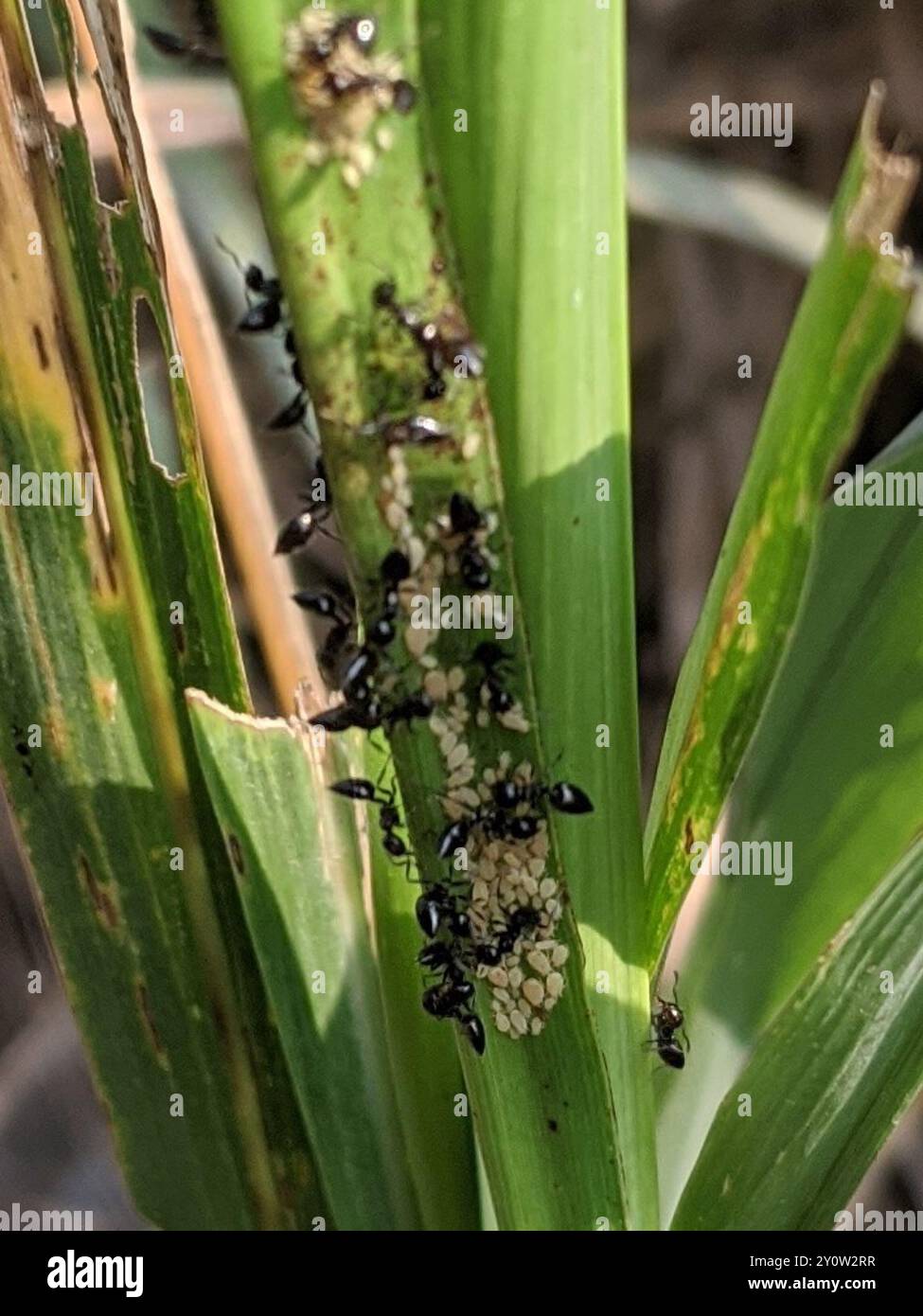 Acrobat Ants and Cocktail Ants (Crematogaster) Insecta Stock Photo - Alamy