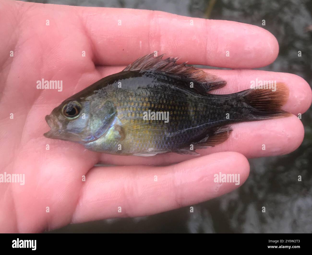 Redspotted Sunfish (Lepomis miniatus) Actinopterygii Stock Photo - Alamy