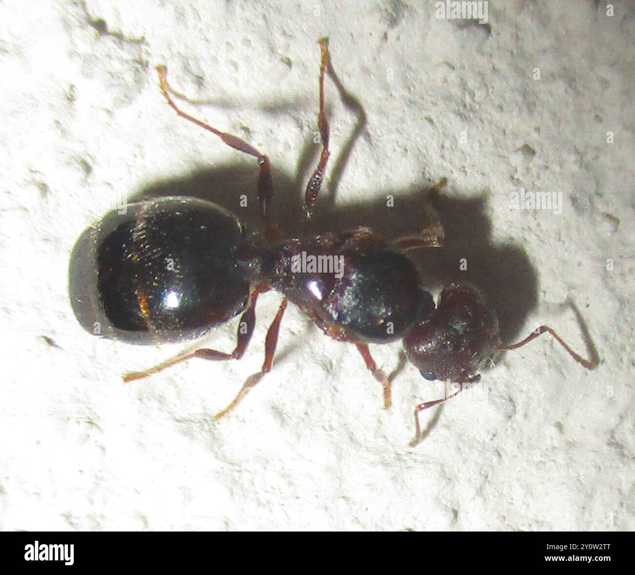 Big-headed Ants (Pheidole) Insecta Stock Photo - Alamy