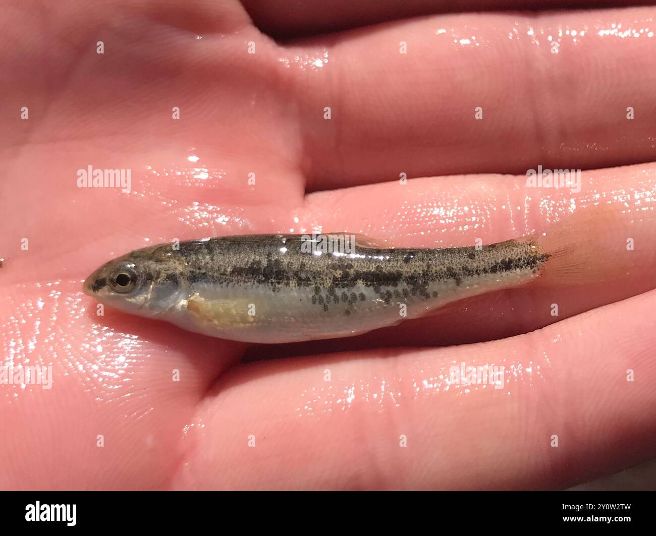 Central Stoneroller (Campostoma anomalum) Actinopterygii Stock Photo ...