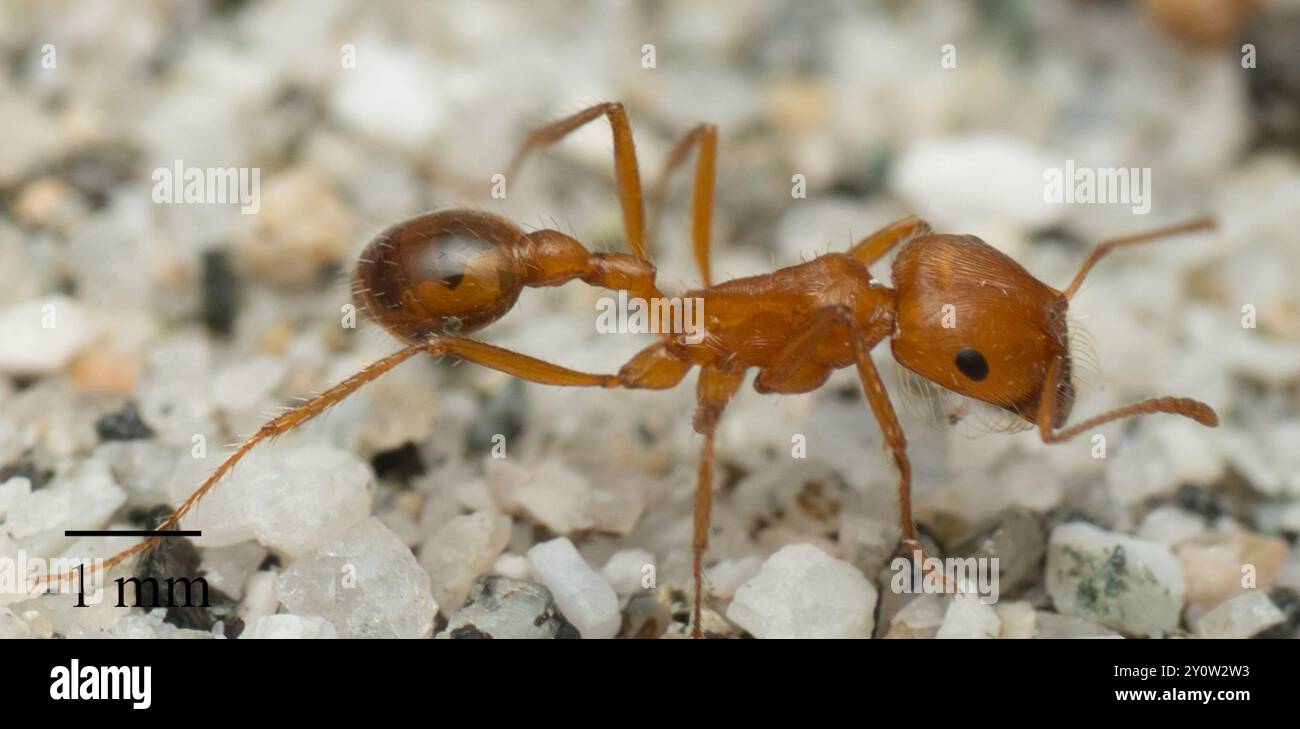 Typical American Harvester Ants (Pogonomyrmex) Insecta Stock Photo - Alamy