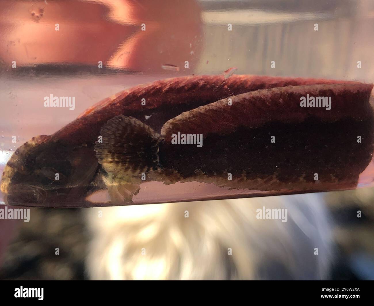 High Cockscomb (Anoplarchus purpurescens) Actinopterygii Stock Photo ...