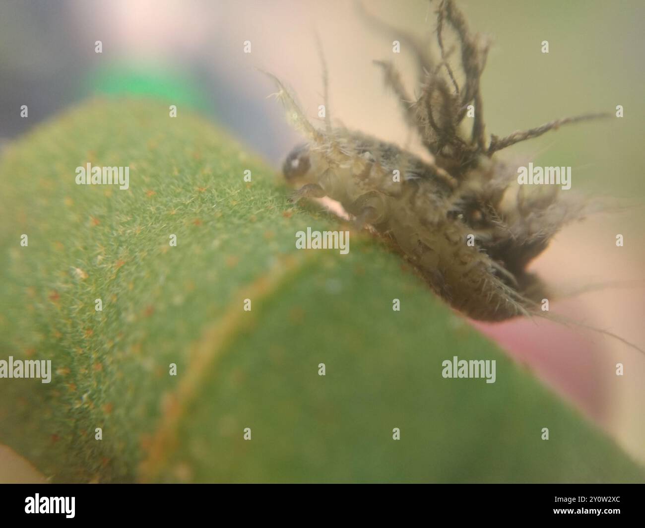 Winged and Once-winged Insects (Pterygota) Insecta Stock Photo - Alamy