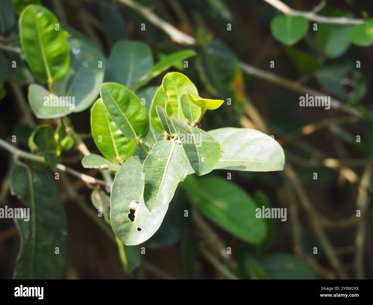 Dye fig (Ficus tinctoria) Plantae Stock Photo - Alamy