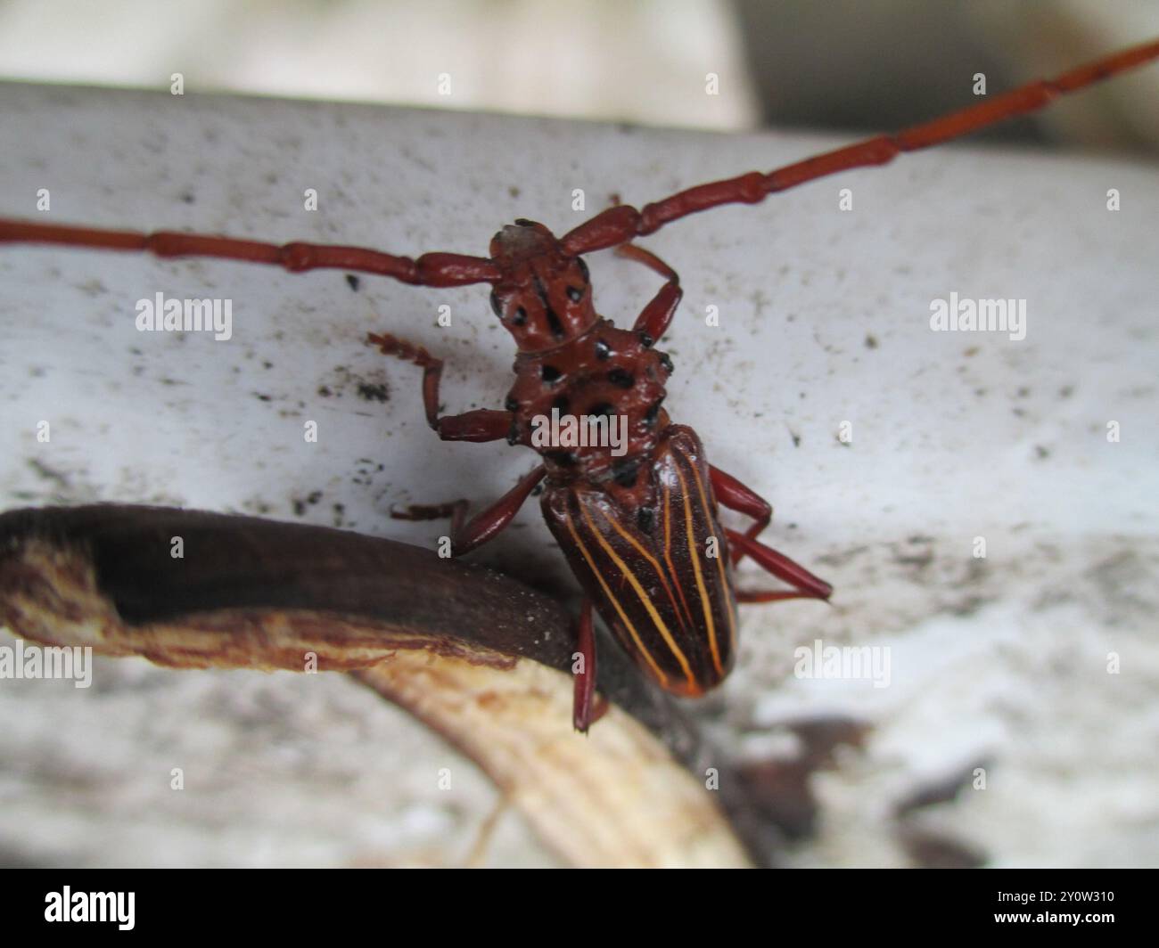 (Chydarteres striatus) Insecta Stock Photo - Alamy